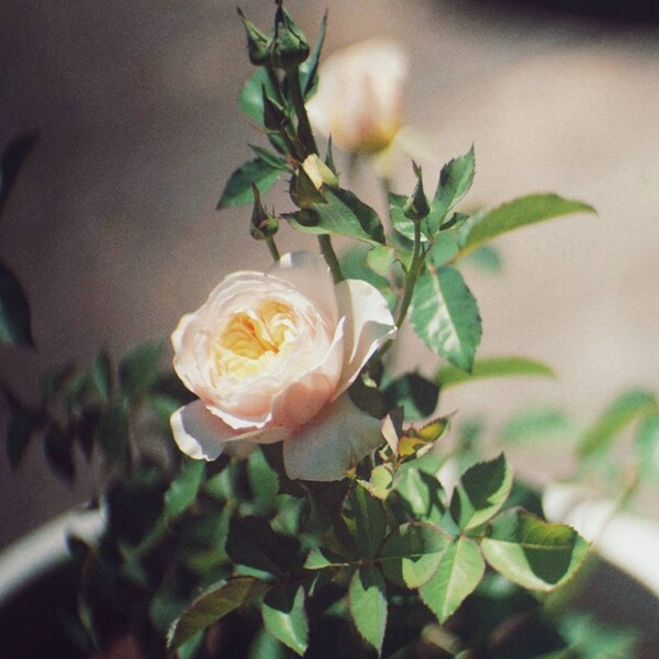 Yves Rose Ivory Yves Piagetmeiteroupy 2 Gal Own Root Live Plant ...