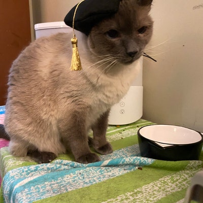 Marine Captain Mini Hat Cat Captain Hat Original Design Pet Costume Pet ...