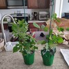 MYSORE RASPBERRY Tropical Fruiting Flowering Live Bush Plant Bears ...