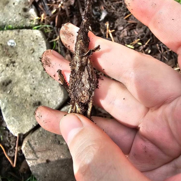 Organic Wild Ramps Bulbs, Bare Roots - Allium Tricoccum - Etsy