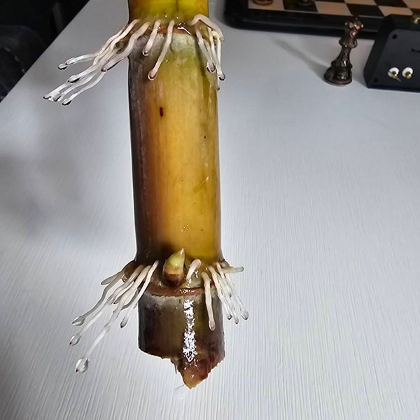 Guamúchil (pithecellobium Dulce) Seedling 1 Pt. - Etsy