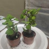 Bonsai Mint plectranthus Ernstii Caudex - Etsy