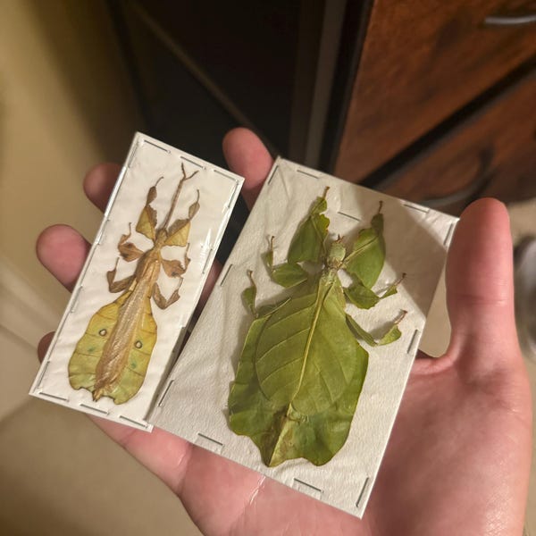 Bramble Leaf Insect, Phyllium Tobeloense Bhaskarai (M), Real Walking ...
