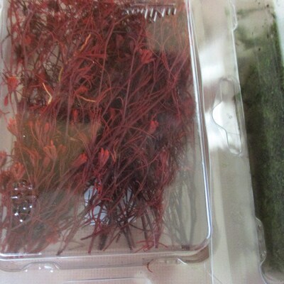 Micro Roots Small and Short, Clear Effect - Etsy