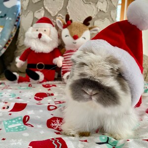 The Plant Room Fine Art Print Rabbit Art - Etsy