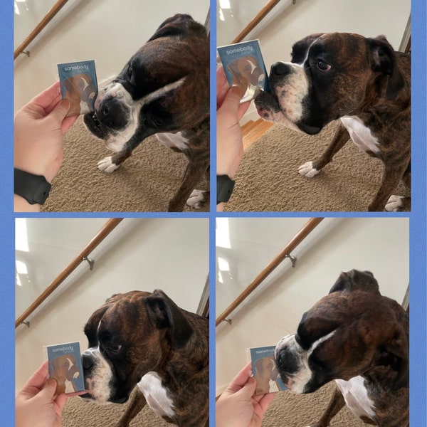 Boxer Dog Magnet - Somebody Farted - Boxer Dog is Innocent as Charged ...