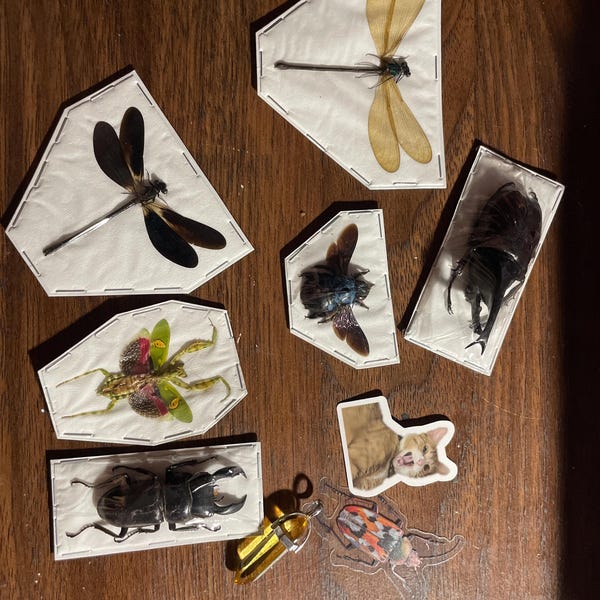 Assorted Bugs Insects Specimen Wholesale Mix Lot Bulk - Etsy