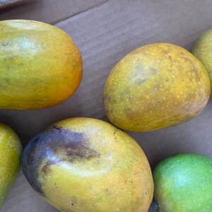 Chitale Bandhu Rajkot Pedha - Etsy