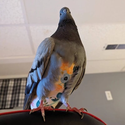 Made to Order Coffeehouse Signs Pigeon Pants - Etsy