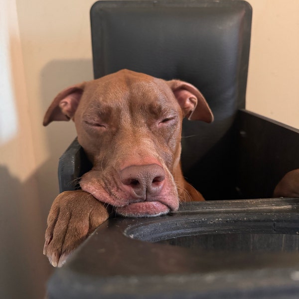 Custom Bailey Chair for Dogs With Megaesophagus | Upright Feeding Chair ...