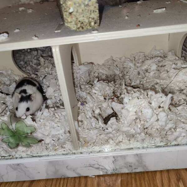 Hamster, Corner Dual/triple Open Chamber House or Peep Shed ...
