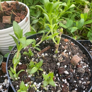 Cymbopogan Marinii Motia Palmarosa Grass Plant in 4 Inch Pot - Etsy