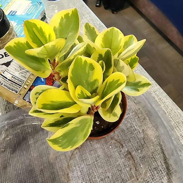 Peperomia Peaches & Cream - Tropical Plant - Colorful Houseplants ...