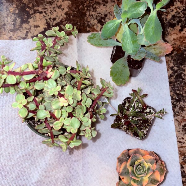 4” Portulacaria Afra Variegata – Rainbow Elephant Bush – Colorful ...