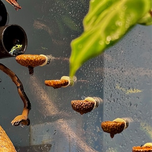 Jumping Spider Magnetic Acorn Ledge/hide classic Acorn, Flat Saucer ...