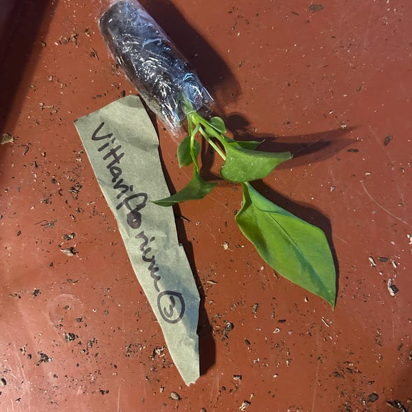 Anthurium Vittarifolium Starter Plant (ALL STARTER PLANTS Require You ...