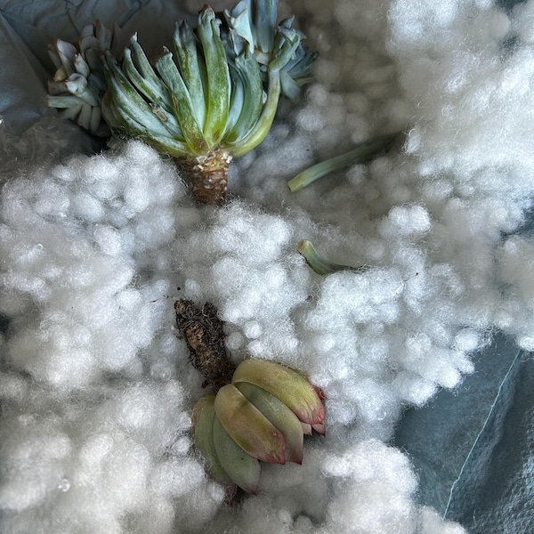 Sansevieria Punk | Sansevieria Fernwood Punk | Rare Snake Plant | Very ...