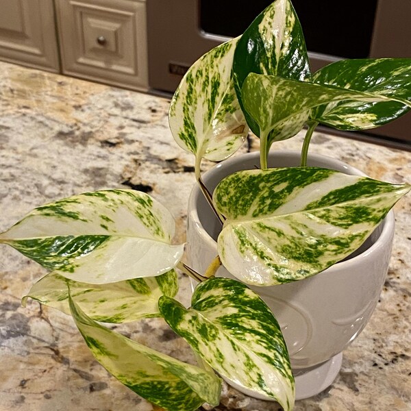 Highly Variegated Pothos High Variegation Pothos Houseplant Trailing ...