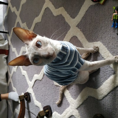 Kotomoda Shower Caps for Sphynx Cats and Small Pets 20pcs in a Tin Box ...