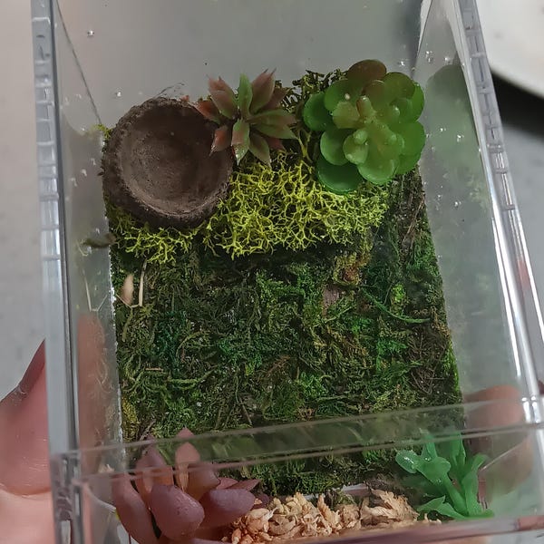 Suspension Bridge Oasis Medium Jumping Spider Enclosure, Acorn Hide ...