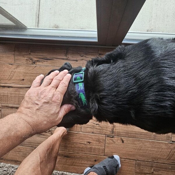 Seashell Dog Collar and optional Leash Set Girl Dog Collar With ...