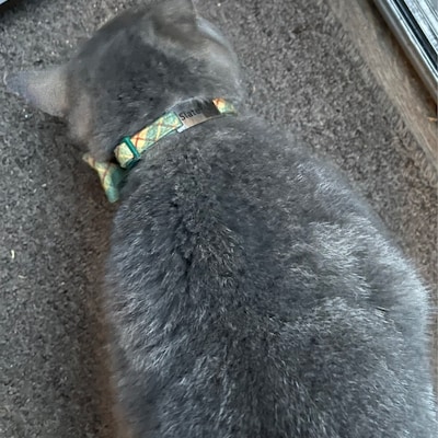 Gator Cat Collar Happy Alligators on Pink Breakaway Safety B96D30 - Etsy