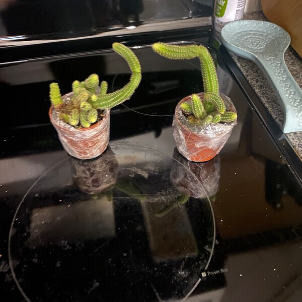 Peperomia Orba Teardrop Plant 4-6in - Etsy