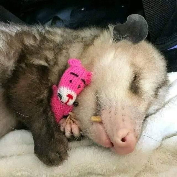 Personalized Cat Faces Scrunchie Hair Tie, Funny Cat Faces Scrunchy ...