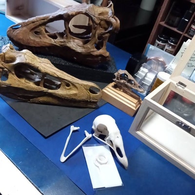 Siamang Black-furred Gibbon Skull Replica museum Quality - Etsy