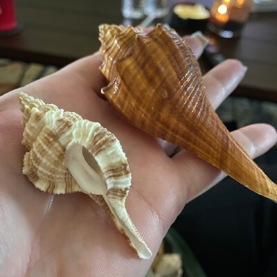 Sea Shell Mix-sea Shells Bulk-craft Sea Shells-beach Wedding Decor ...