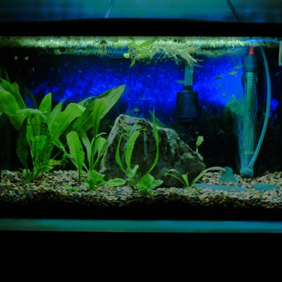 Small Seashell Set Jenner's Cowry pustulated Cowry or Jenneria ...