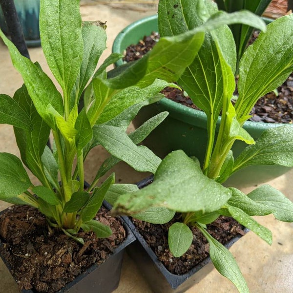 Cantaloupe Supreme Coneflower/ Echinacea in 3.5 Inch Pots (one Plant ...