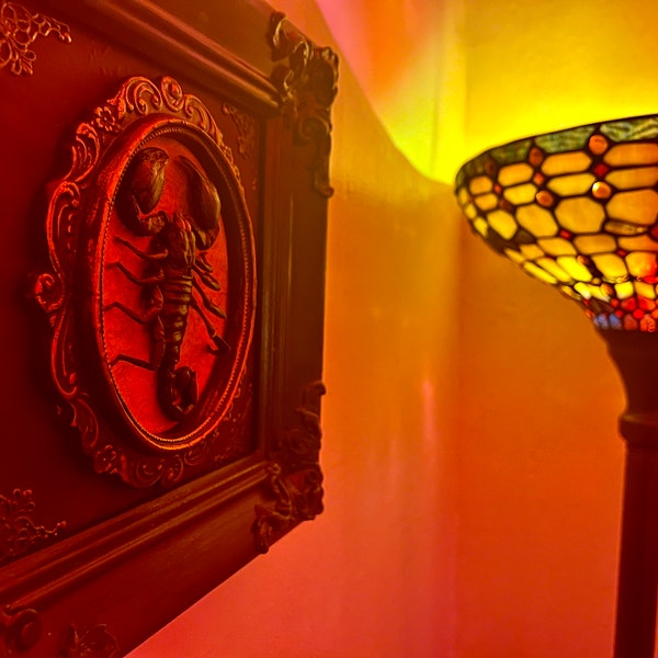 Groundhog Woodchuck Bones Full Skeletons Juvenile Adult Sold by Type ...