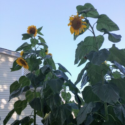 SUNFOREST SUNFLOWER MIX, Grow Fast Growing Sunflower Forest for Your ...