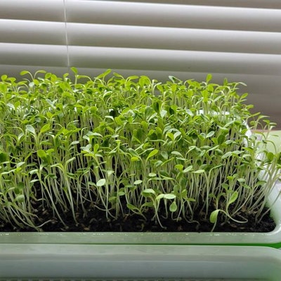 Silicone Reusable Microgreen Grow Medium / Microgreen Grow Mat ...