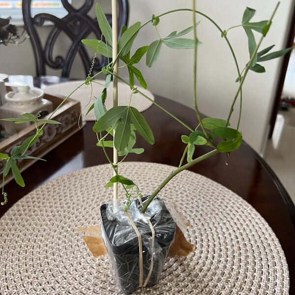 Pitiona, Oaxaca Lemon Verbena, Juanilama, Lippia Alba, 1 Live Plant 2.5 ...