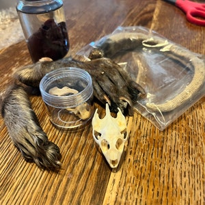 Freeze Dried Yak Feet for One Taxidermy Yak, Deer Antlers, Taxidermy ...