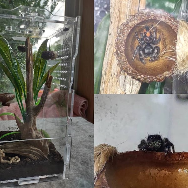 Jumping Spider Magnetic Acorn Ledge/hide - Etsy