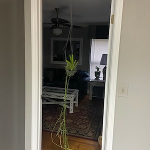 Live Orchid Vanda Flower Plant From Hawaii Exotic Blue/purple/pink/red ...