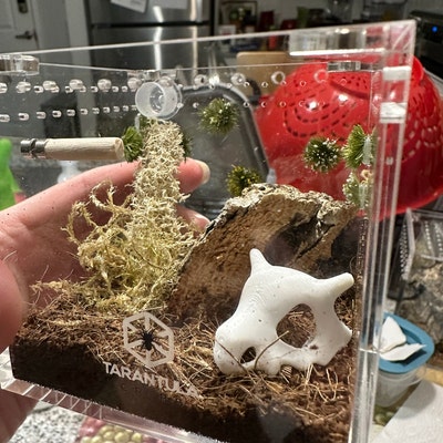 Jumping Spider or Tarantula Cubone Skull Decoration - Etsy