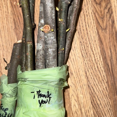 Luna & Moth Food Sweet Gum Leaves Liquidambar Styraciflua Host Plant - Etsy