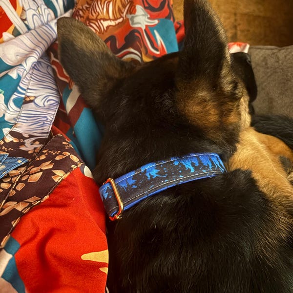 Funky Flowers Dog Collar With Name, Engraved Dog Collars, Retro Girl ...