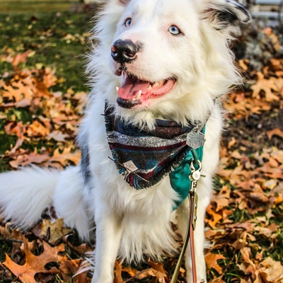 Compass Dog Tag Dog Tags Pet ID Tags Custom Dog Tags Pet - Etsy