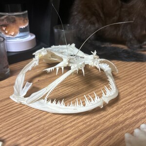 Trigonophorus Dilutus A1 Unspread for All Your Art Project and - Etsy