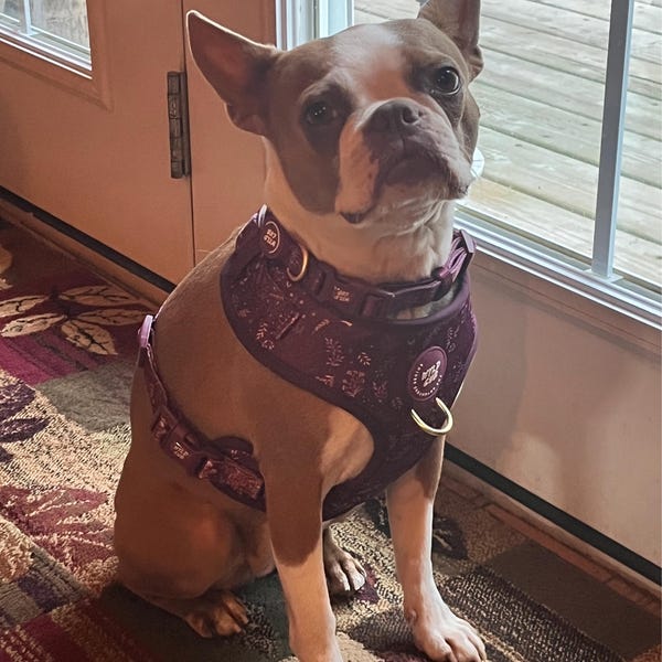 Adjustable Dog Harness for Extra Small Puppies to Large Dogs ...