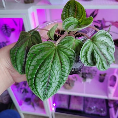 Peperomia Dragon Skin Starter Plant ALL STARTER PLANTS Require You to ...