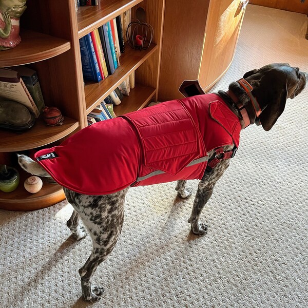 German Pointer / Vizsla Extra Warm Winter Dog Coat - Dog Jacket ...