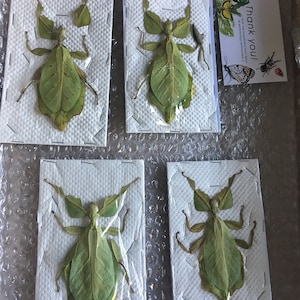 Large Wooden Setting Boards Angular Balsa Wood Spreading | Etsy