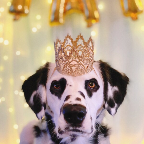 Gold Dog Birthday Crown - Puppy Cake Smash Crown - Pet Birthday Crown ...