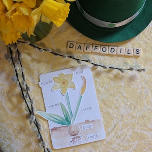 Rabbit & Lagomorph Nature Study Pack European Rabbit Resources Easter ...